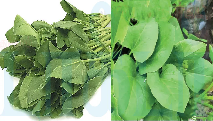 குடற்புண்ணை குணப்படுத்தும் சுக்கான் கீரை - Dinakaran